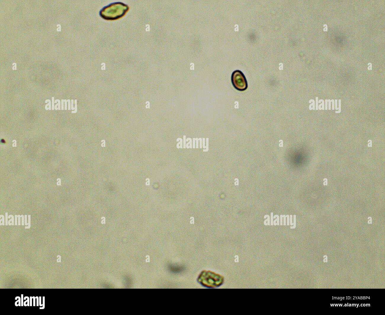 Snapping Bonnet (Mycena vitilis) Fungi Stock Photo - Alamy