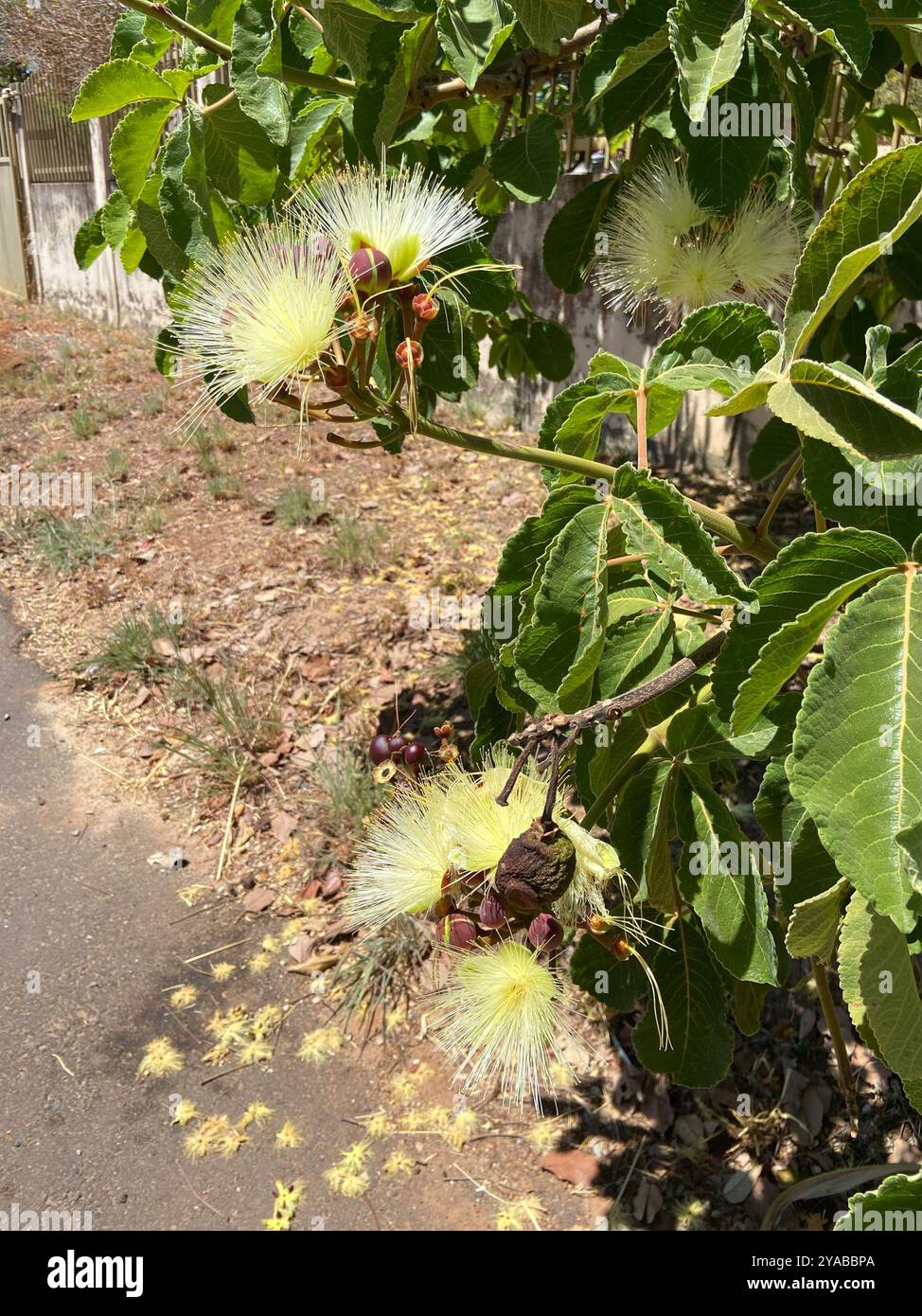 Pekea nut hi-res stock photography and images - Alamy