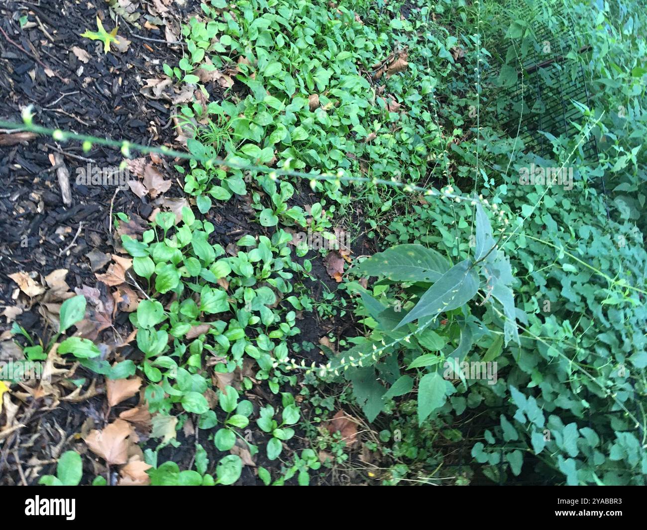 American jumpseed (Persicaria virginiana) Plantae Stock Photo - Alamy