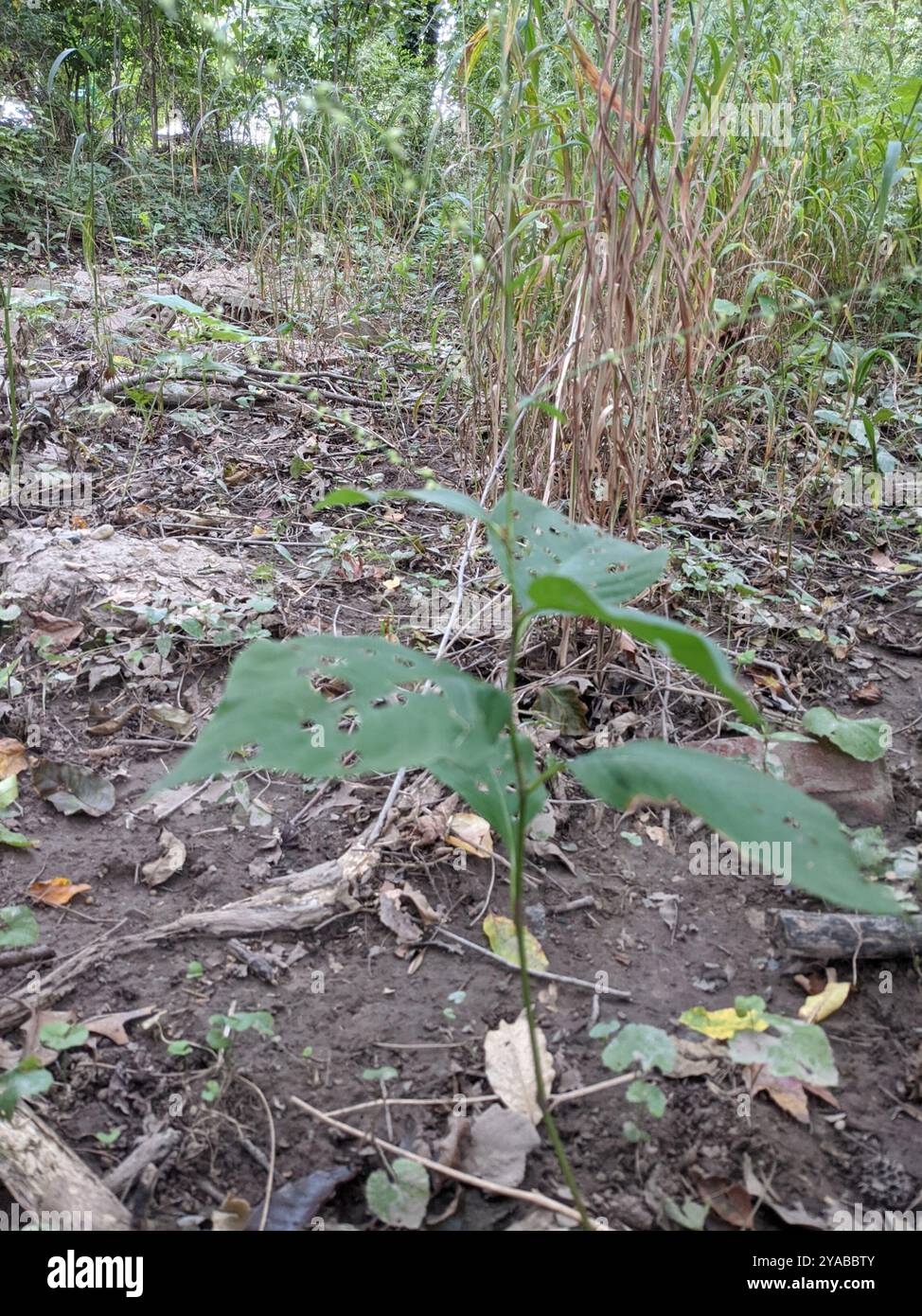 American jumpseed (Persicaria virginiana) Plantae Stock Photo - Alamy