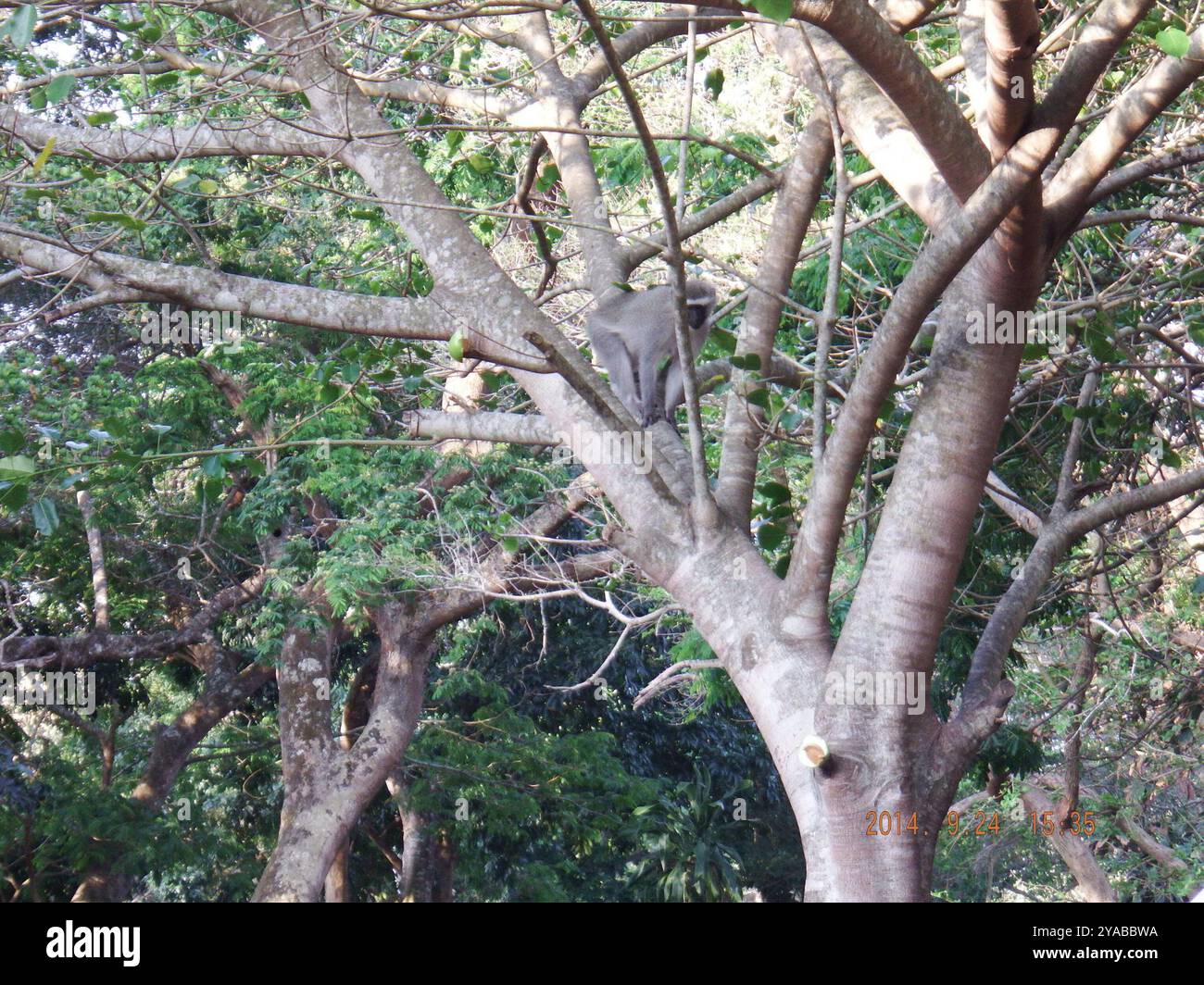Southern Vervet Monkey (Chlorocebus pygerythrus pygerythrus) Mammalia ...