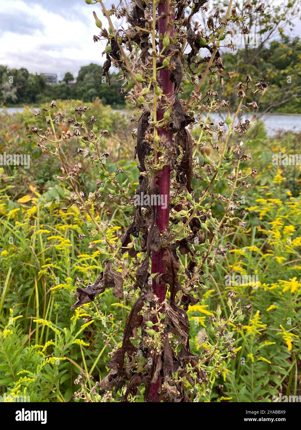 tall blue lettuce (Lactuca biennis) Plantae Stock Photo - Alamy