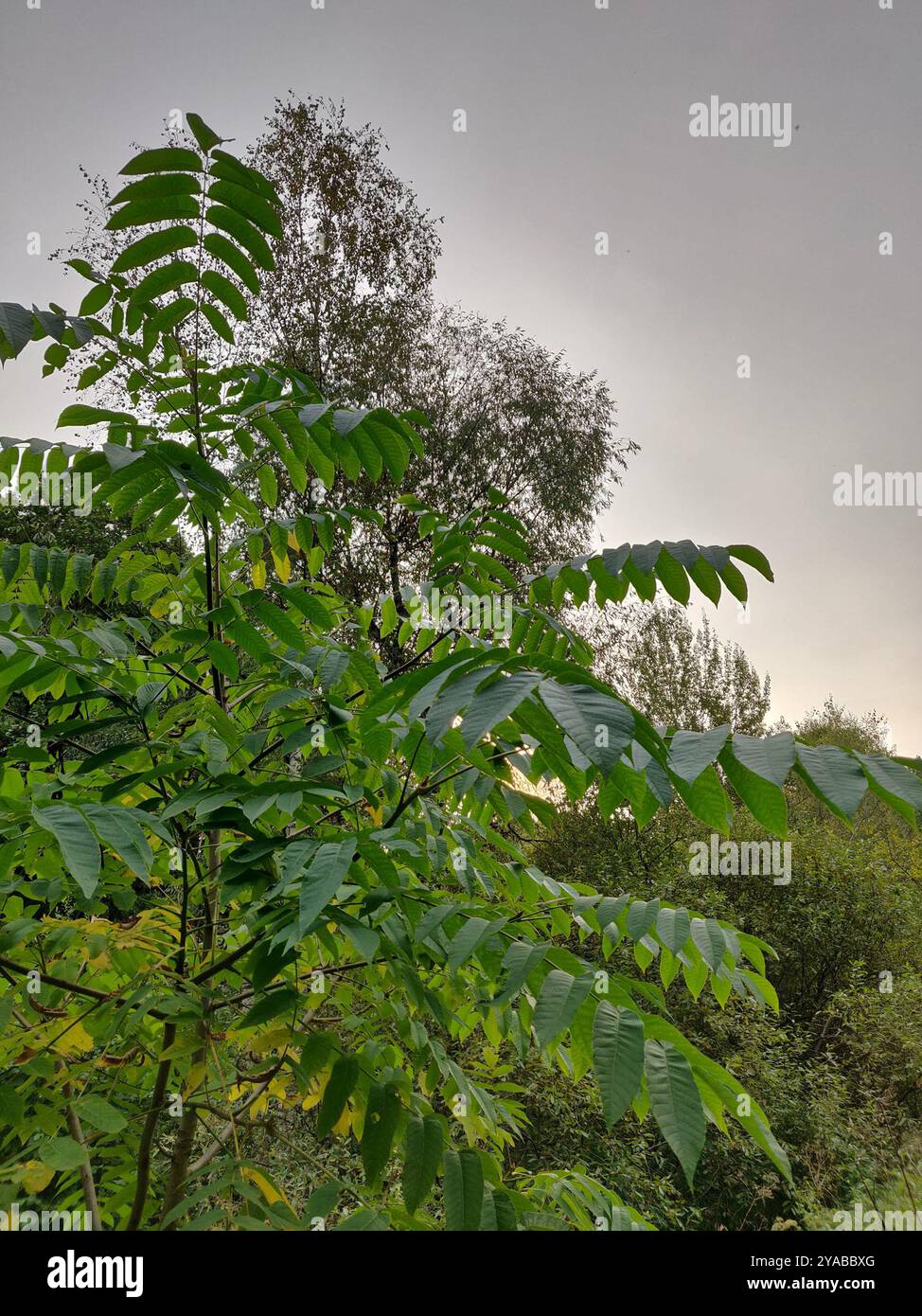 Manchurian walnut (Juglans mandshurica) Plantae Stock Photo - Alamy