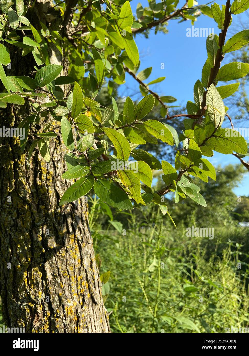 Cedar Elm (Ulmus crassifolia) Plantae Stock Photo - Alamy