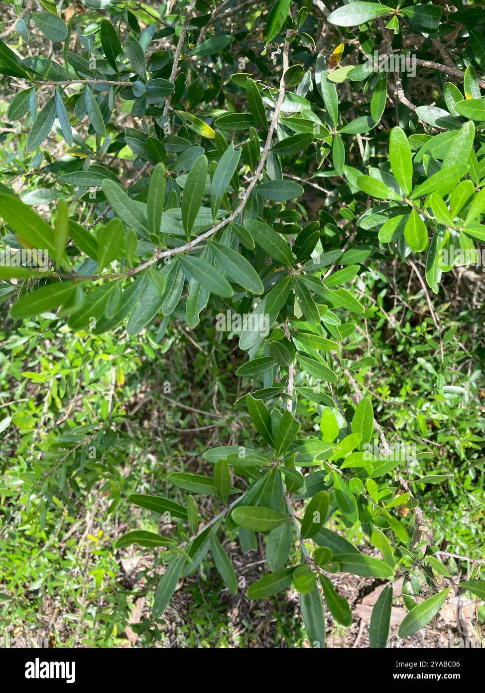 Florida swampprivet (Forestiera segregata) Plantae Stock Photo - Alamy