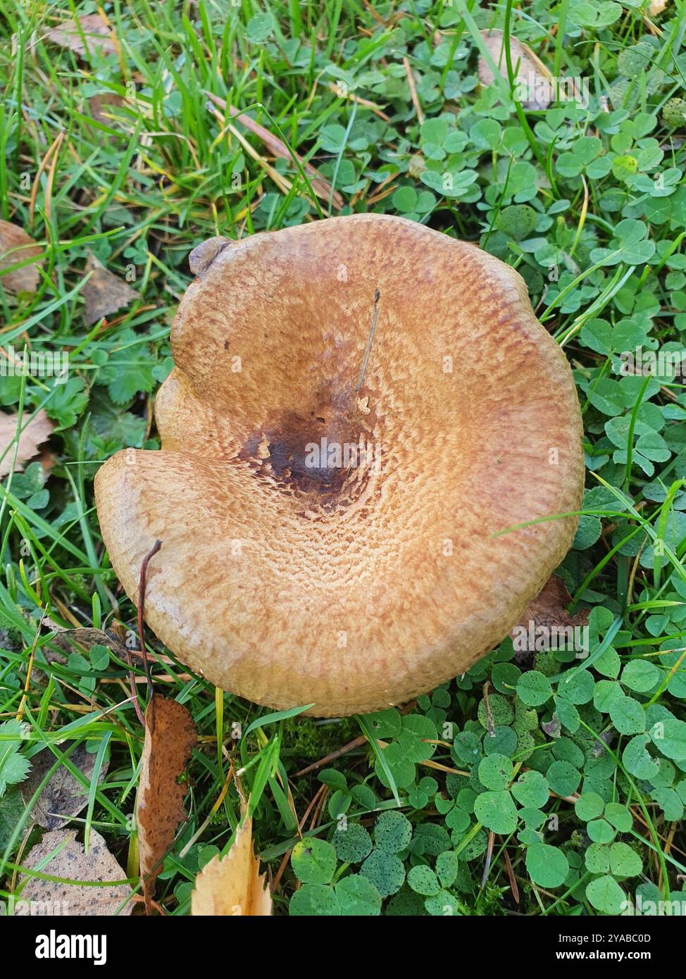 Brown Roll-Rim (Paxillus involutus) Fungi Stock Photo - Alamy