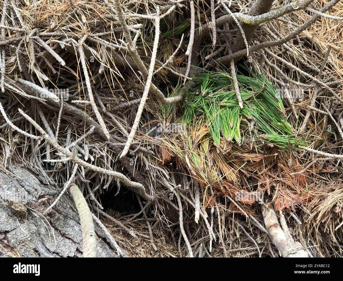 Dusky-footed Woodrat (Neotoma fuscipes) Mammalia Stock Photo - Alamy