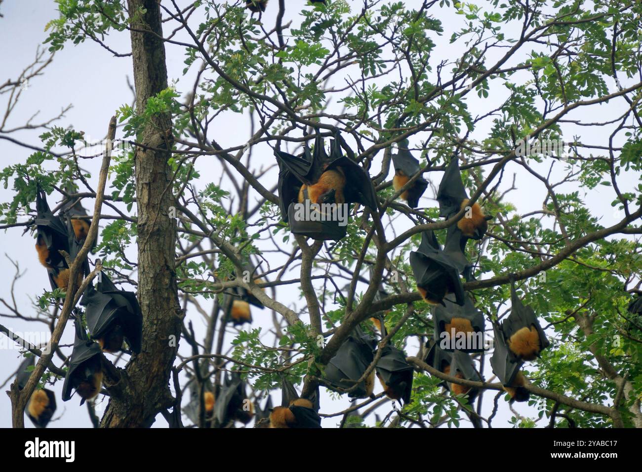 flying fox or big bat hanging on the tree Stock Photo - Alamy