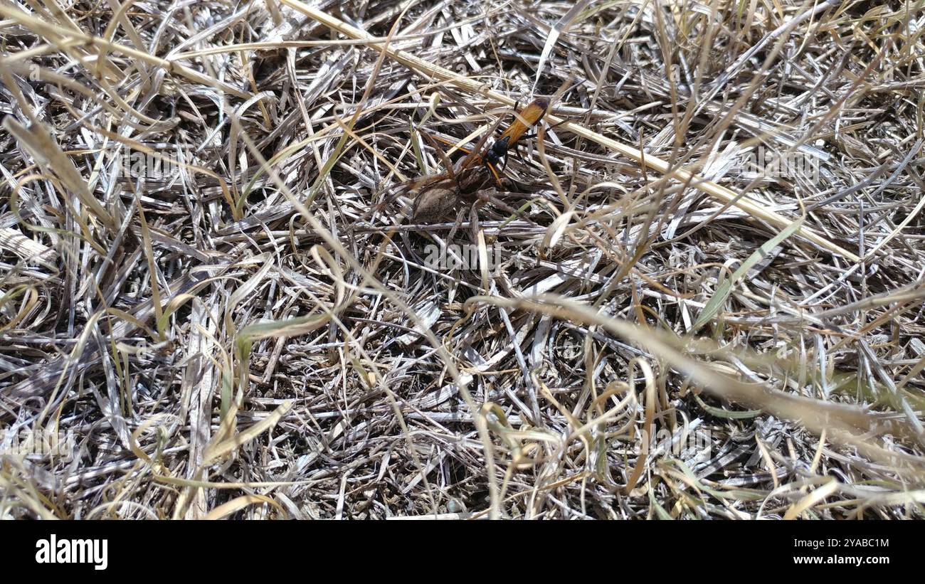 Spider Wasps (Pompilidae) Insecta Stock Photo - Alamy