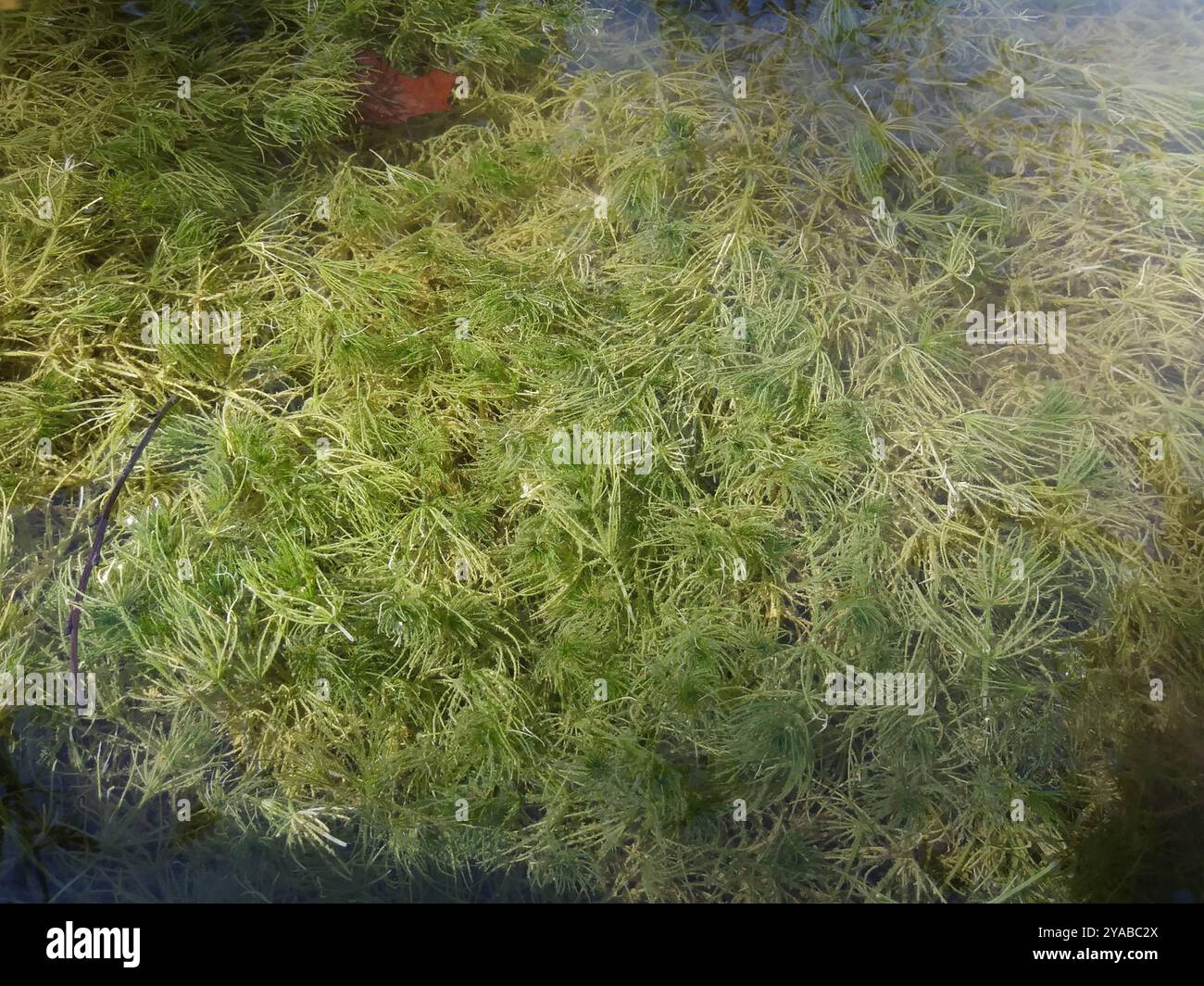 muskgrass (Chara) Plantae Stock Photo - Alamy