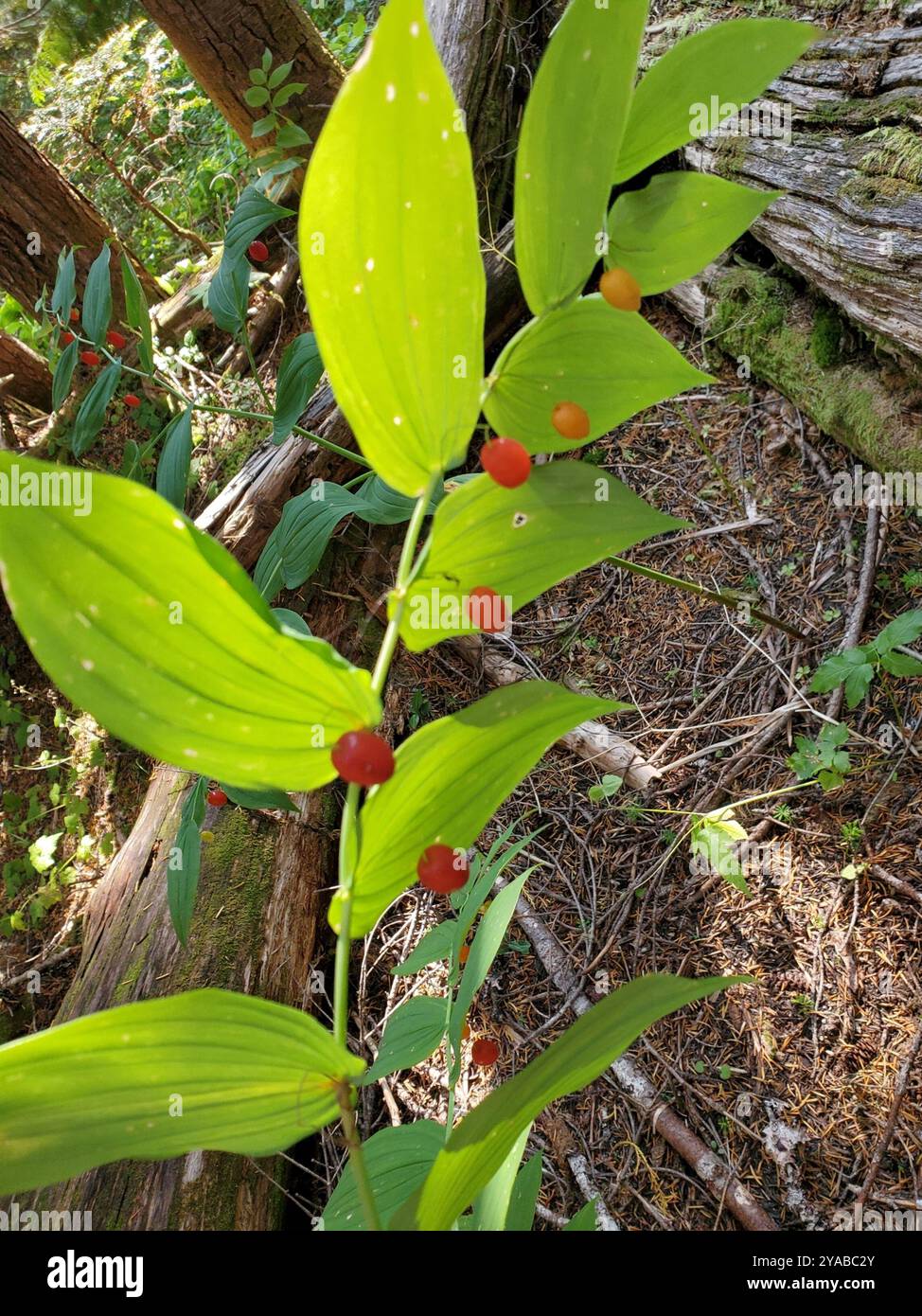 white twisted-stalk (Streptopus amplexifolius) Plantae Stock Photo - Alamy