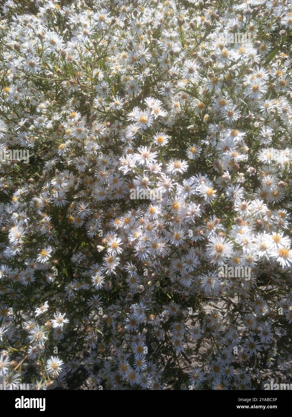 panicled aster (Symphyotrichum lanceolatum) Plantae Stock Photo - Alamy