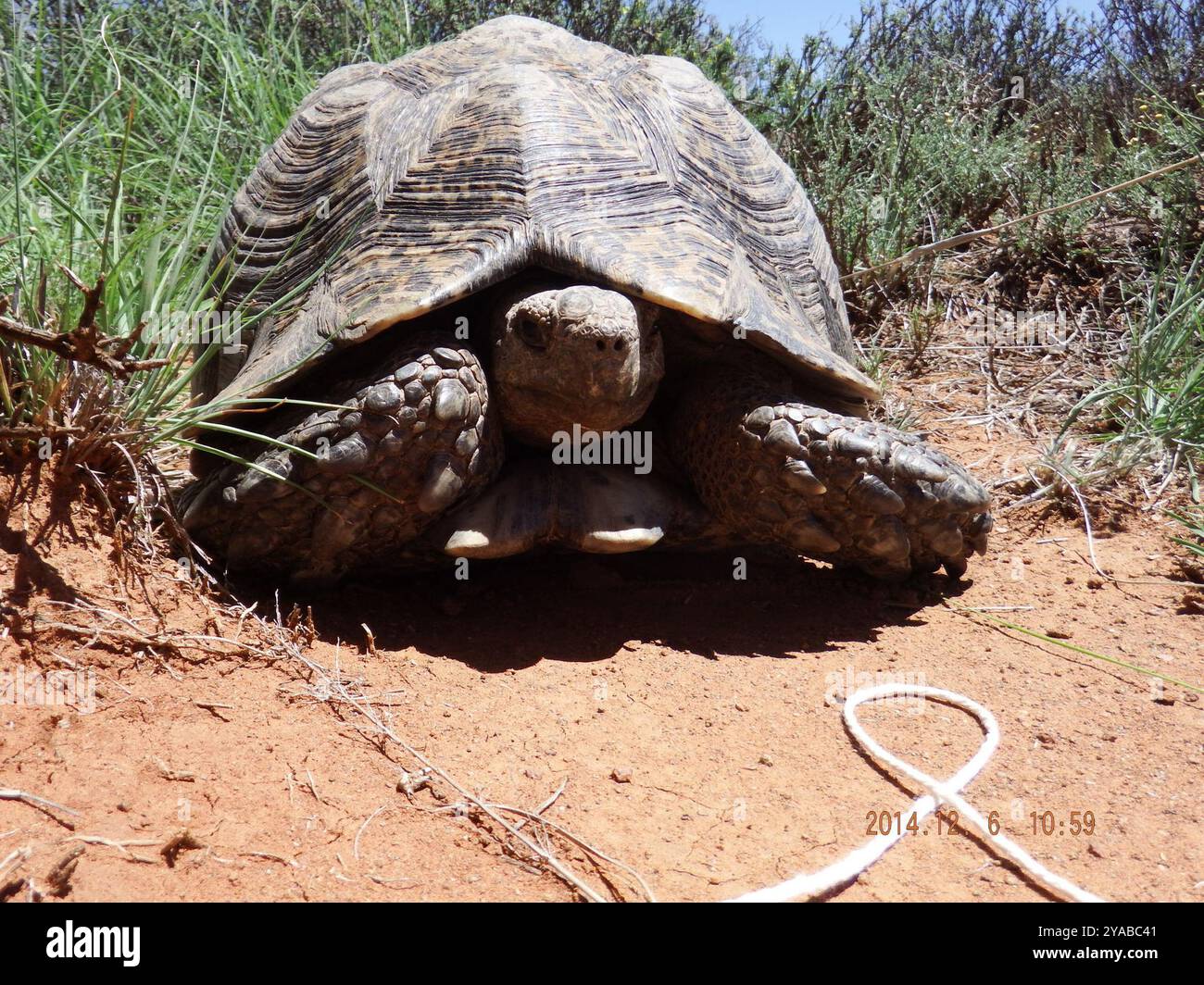 Leopard Tortoise (Stigmochelys pardalis) Reptilia Stock Photo - Alamy