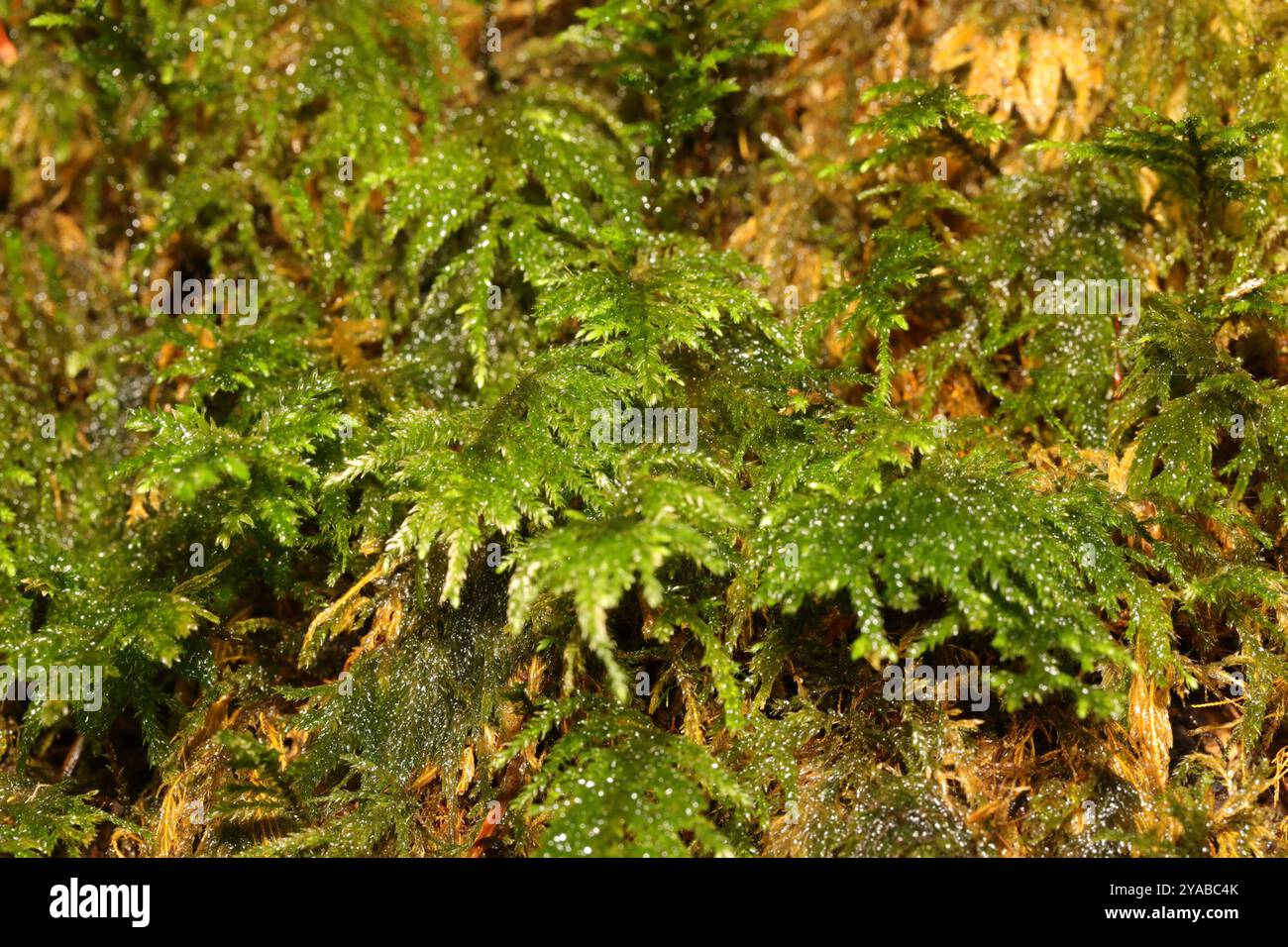 Common Tamarisk-moss (Thuidium tamariscinum) Plantae Stock Photo - Alamy