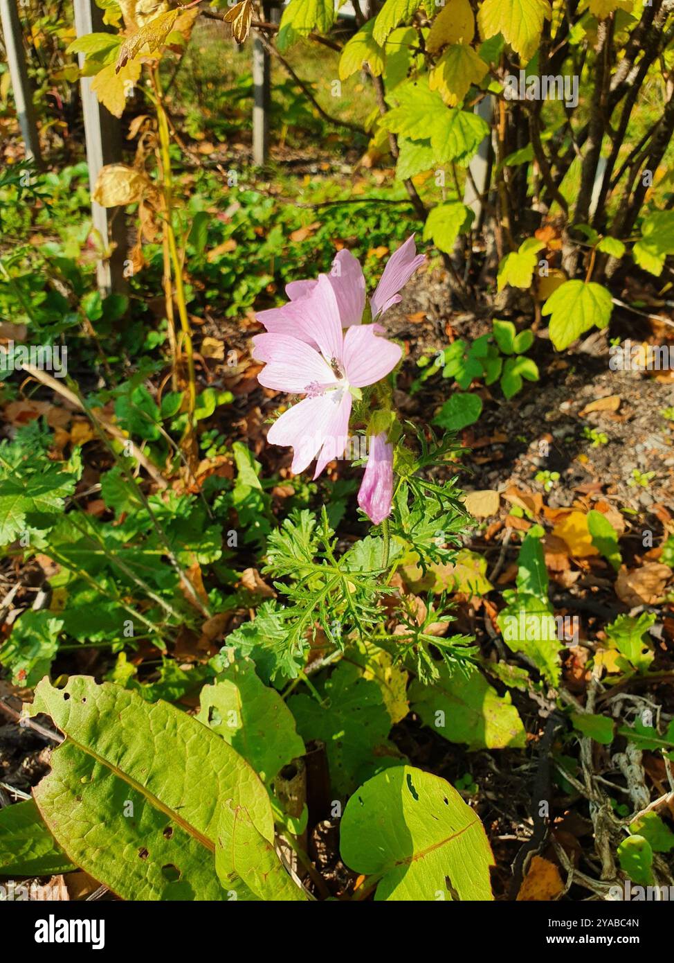 musk mallow (Malva moschata) Plantae Stock Photo - Alamy