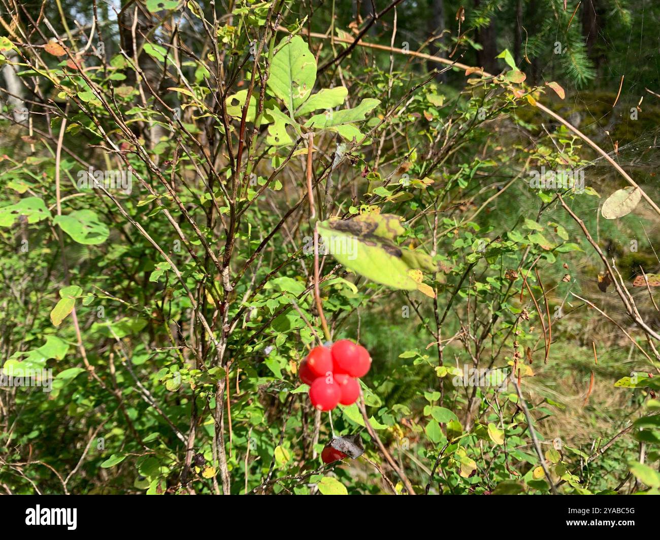 orange honeysuckle (Lonicera ciliosa) Plantae Stock Photo - Alamy