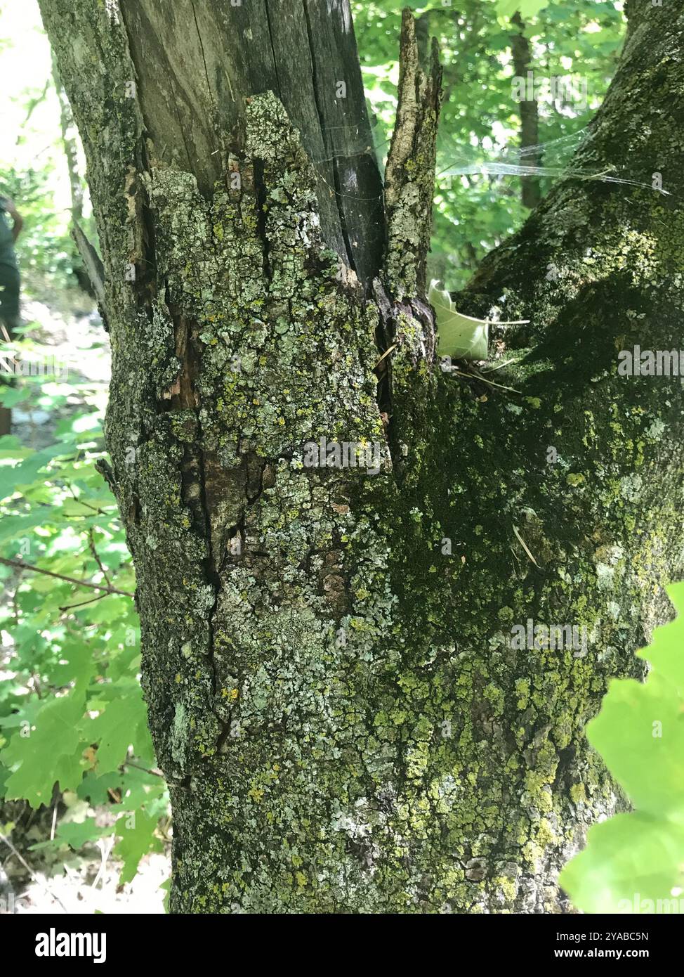 bigtooth maple (Acer grandidentatum) Plantae Stock Photo - Alamy