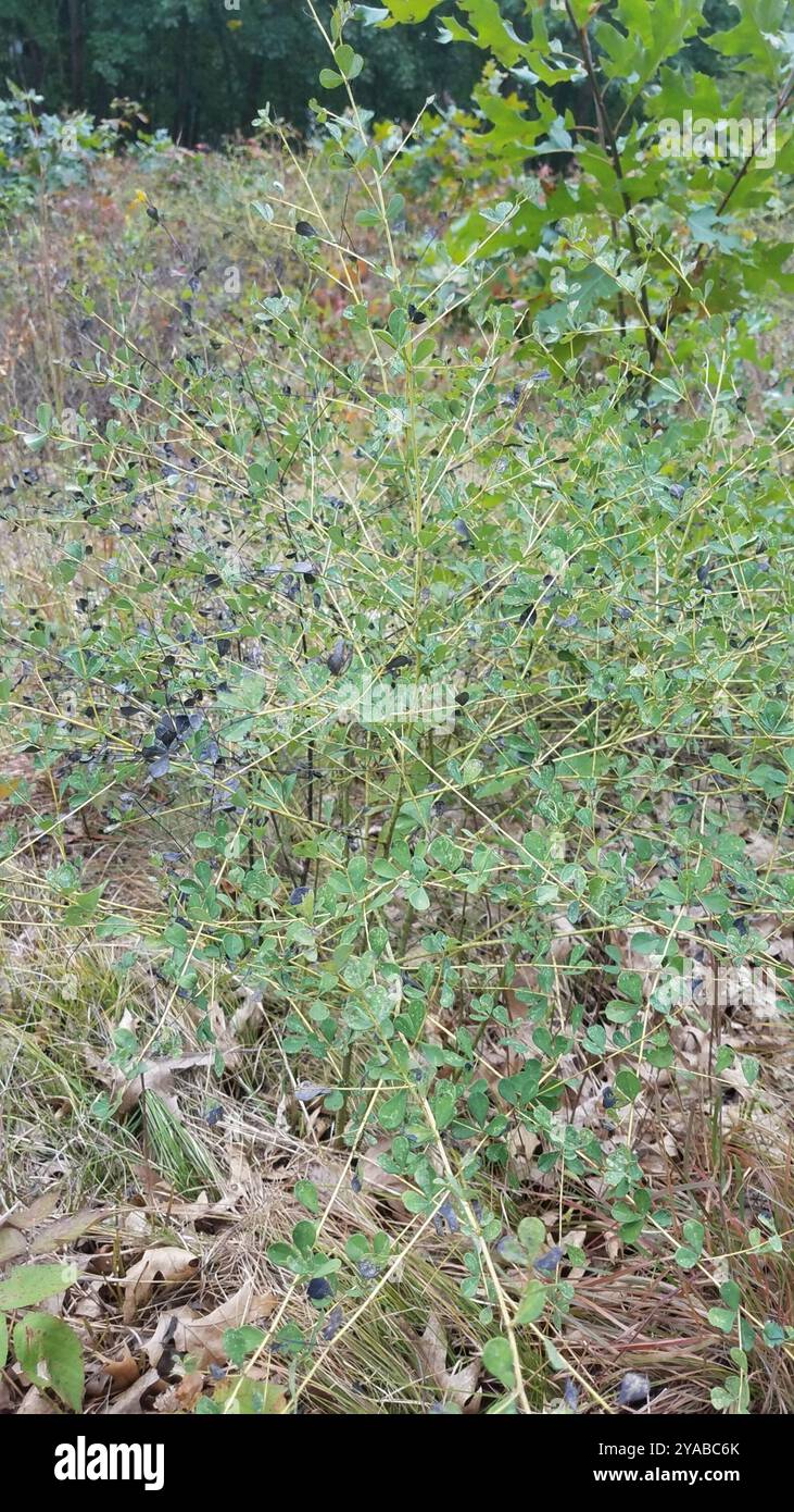 eastern wild indigo (Baptisia tinctoria) Plantae Stock Photo - Alamy