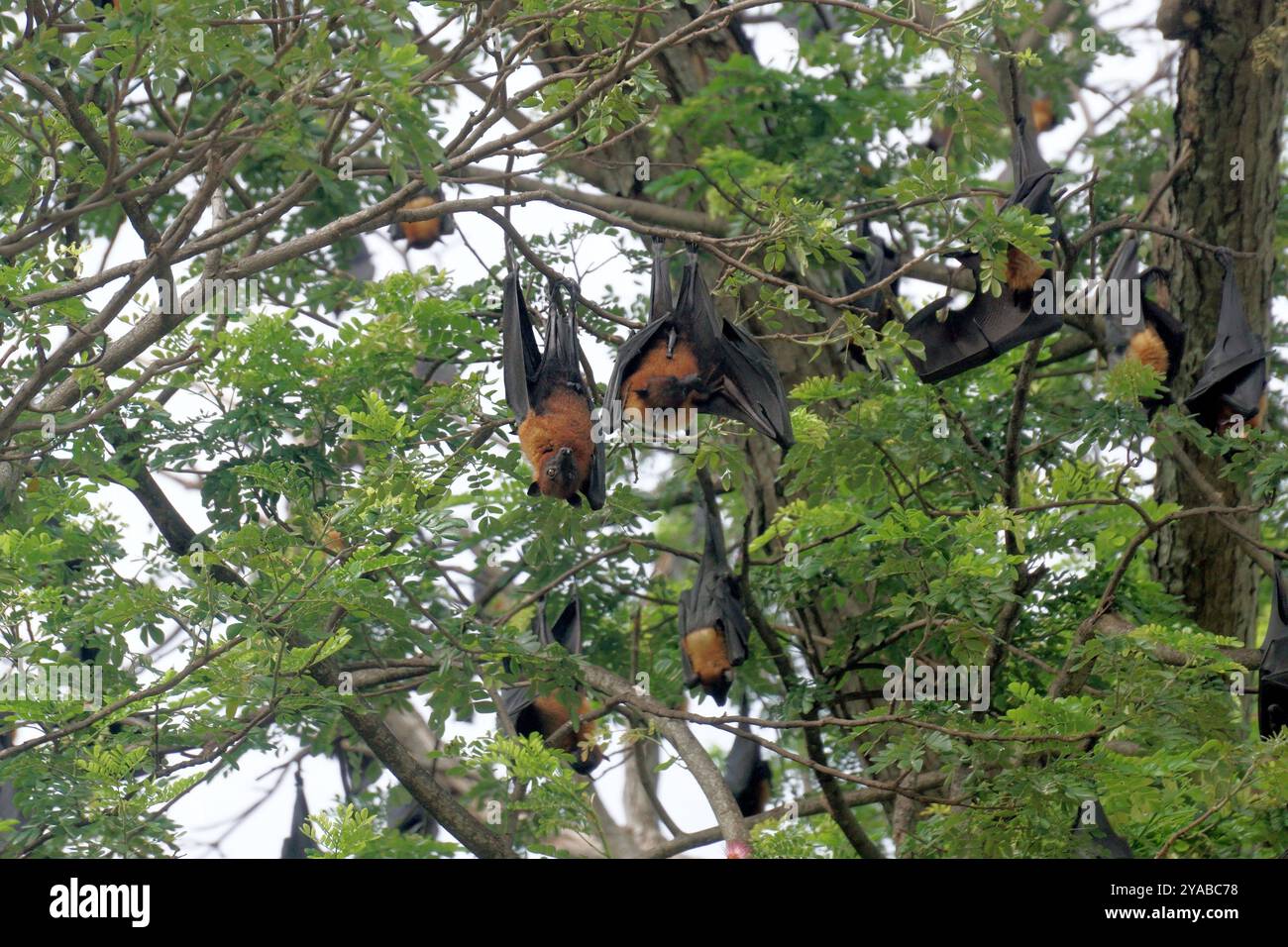 Flying fox bat hanging tree hi-res stock photography and images - Alamy