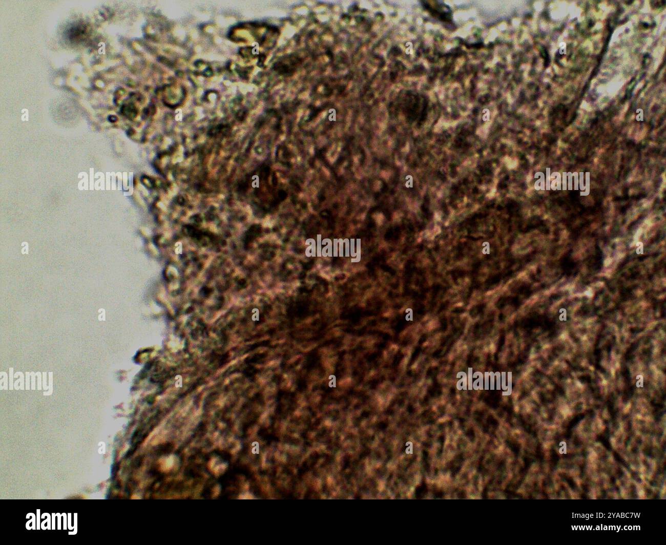 Snapping Bonnet (Mycena vitilis) Fungi Stock Photo - Alamy