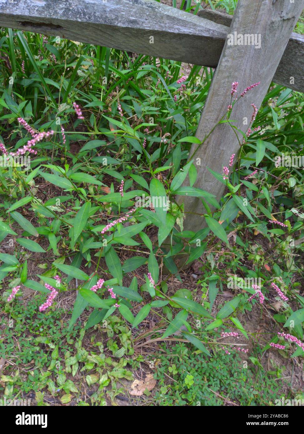 low smartweed (Persicaria longiseta) Plantae Stock Photo - Alamy