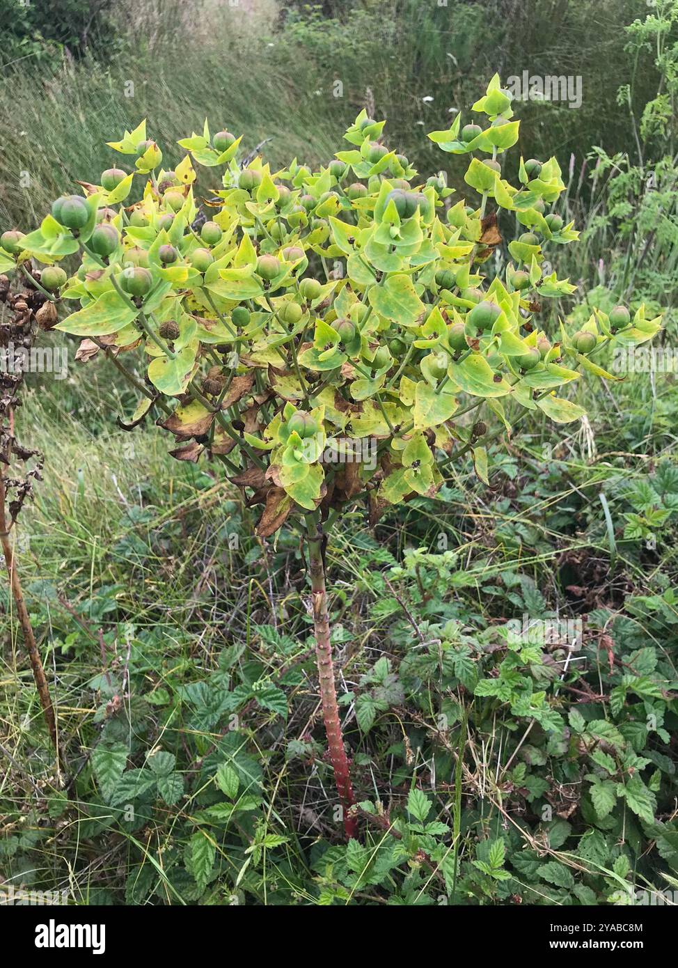 caper spurge (Euphorbia lathyris) Plantae Stock Photo - Alamy
