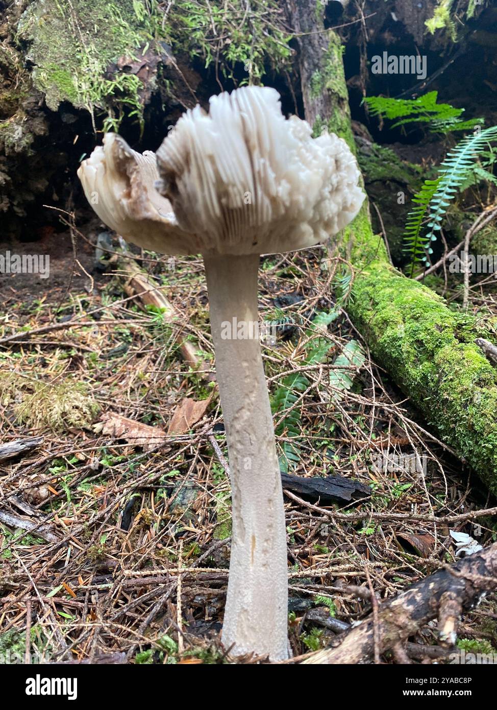 Western Grisette (Amanita pachycolea) Fungi Stock Photo - Alamy