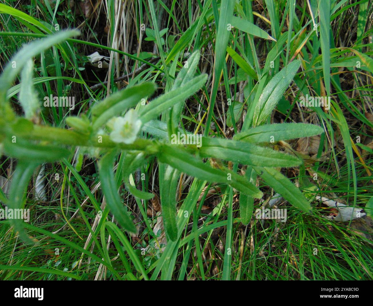Yellow Bellflower (Campanula thyrsoides) Plantae Stock Photo - Alamy