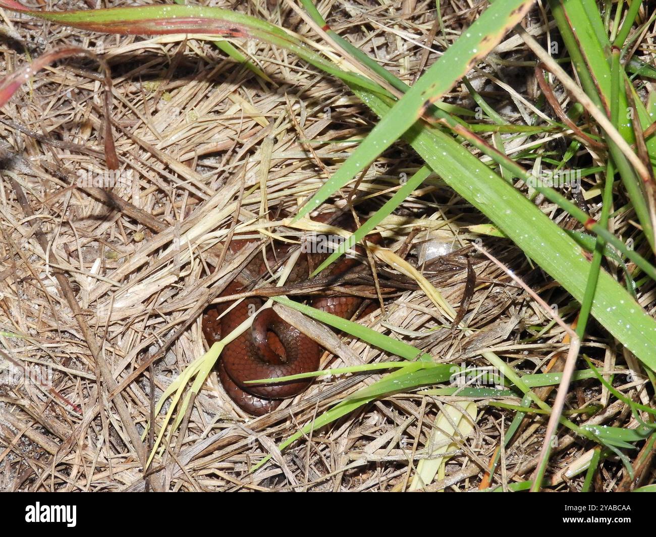 Common Slug-eater (Duberria lutrix) Reptilia Stock Photo - Alamy