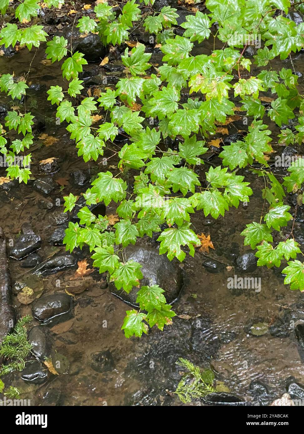 Vine Maple (Acer circinatum) Plantae Stock Photo - Alamy