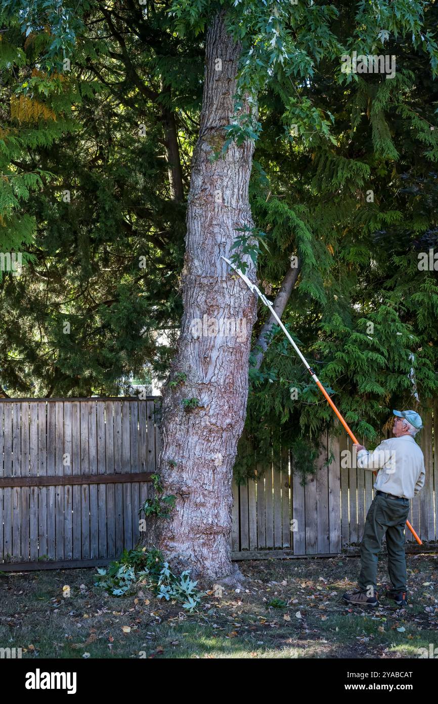 Extension pruning saw hi-res stock photography and images - Alamy