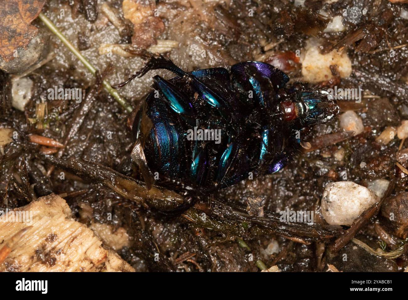 Woodland Dor Beetle (Anoplotrupes stercorosus) Insecta Stock Photo - Alamy