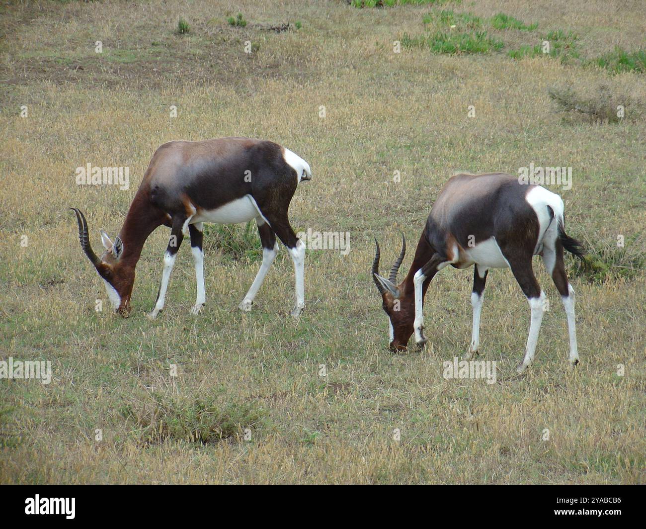 Bontebok (Damaliscus pygargus pygargus) Mammalia Stock Photo - Alamy