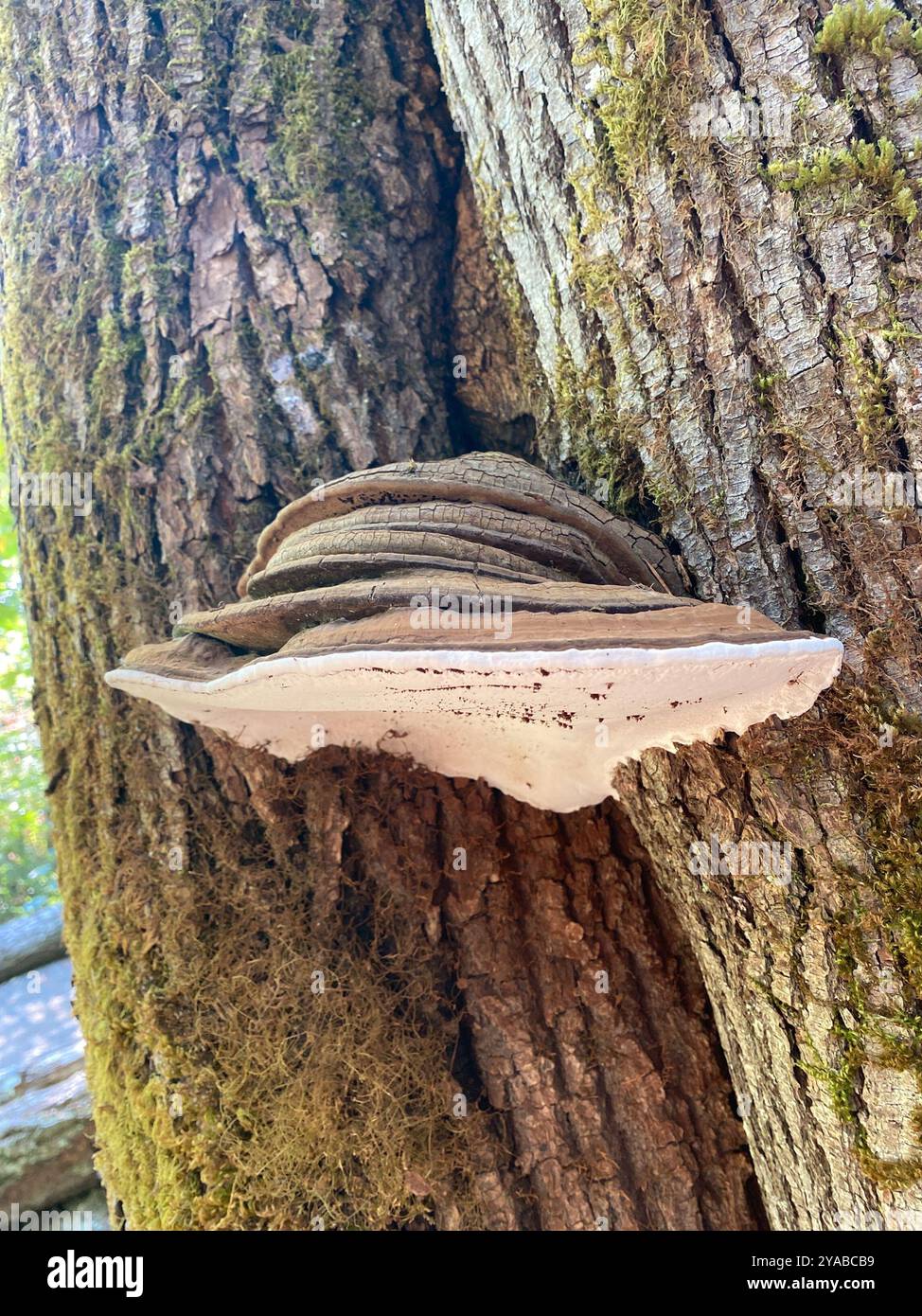 artist's bracket (Ganoderma applanatum) Fungi Stock Photo - Alamy