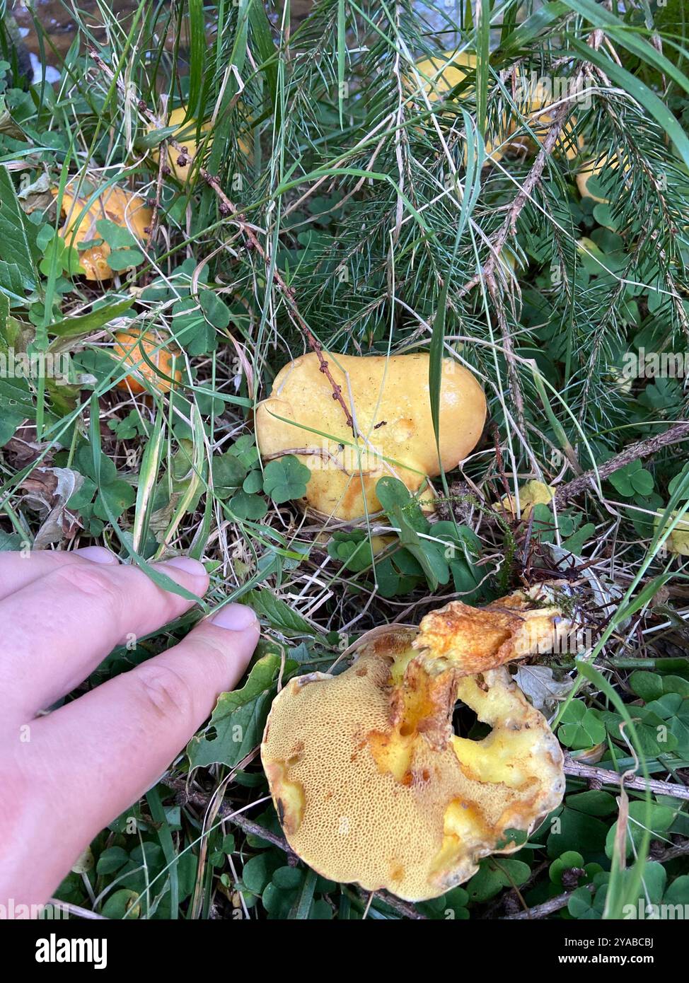 Larch Bolete (Suillus grevillei) Fungi Stock Photo - Alamy
