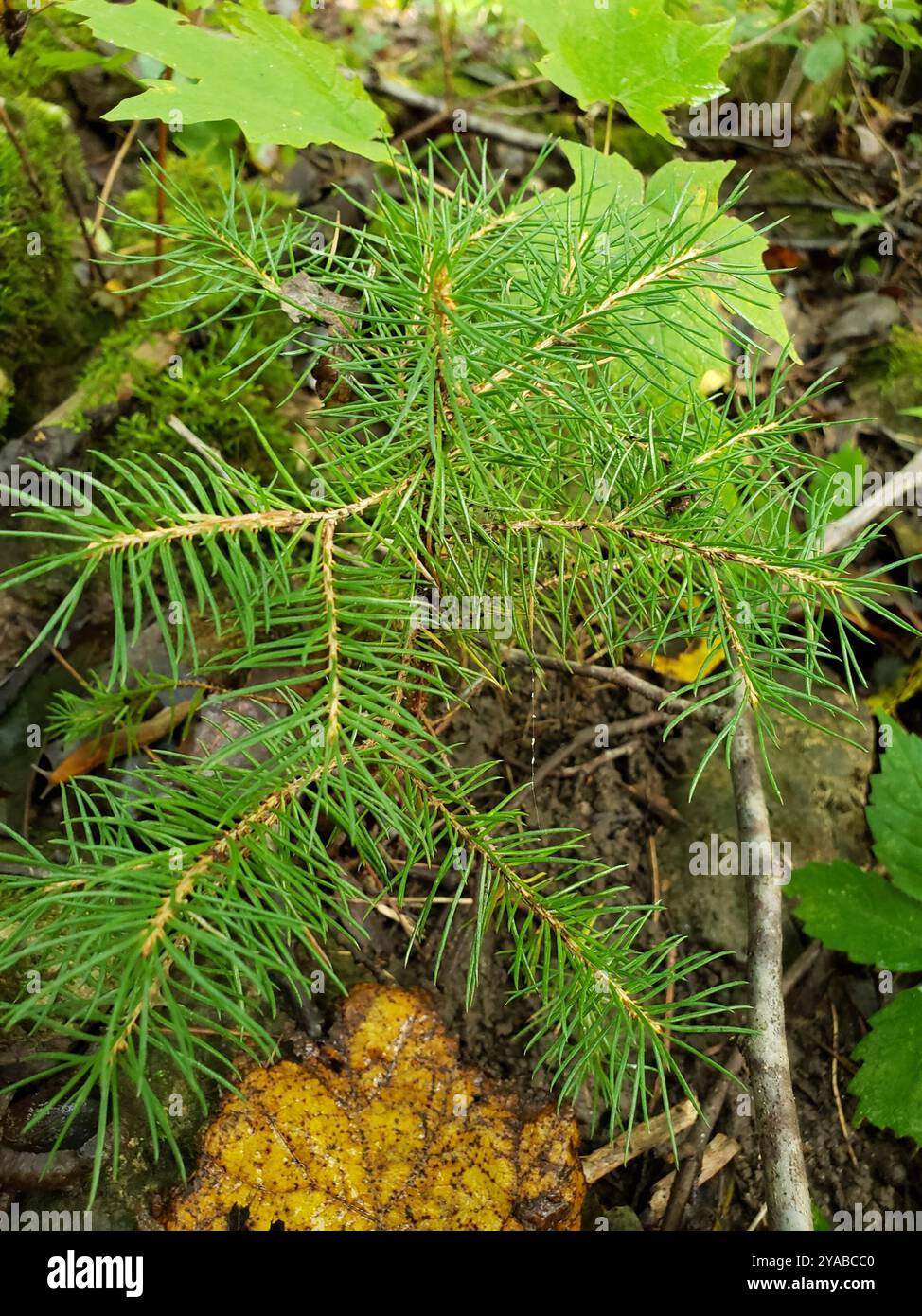 white spruce (Picea glauca) Plantae Stock Photo - Alamy