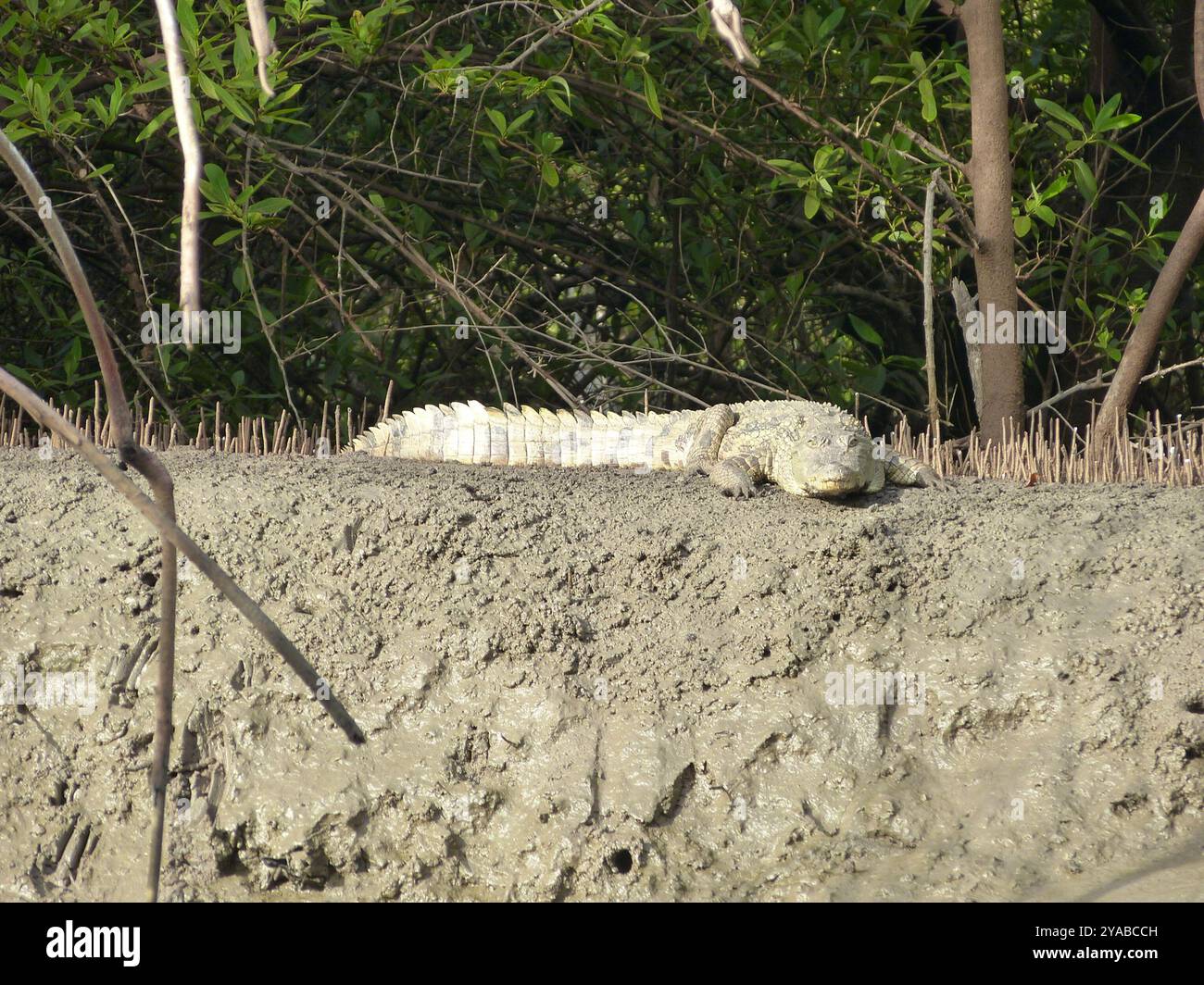 West African Crocodile (Crocodylus suchus) Reptilia Stock Photo - Alamy