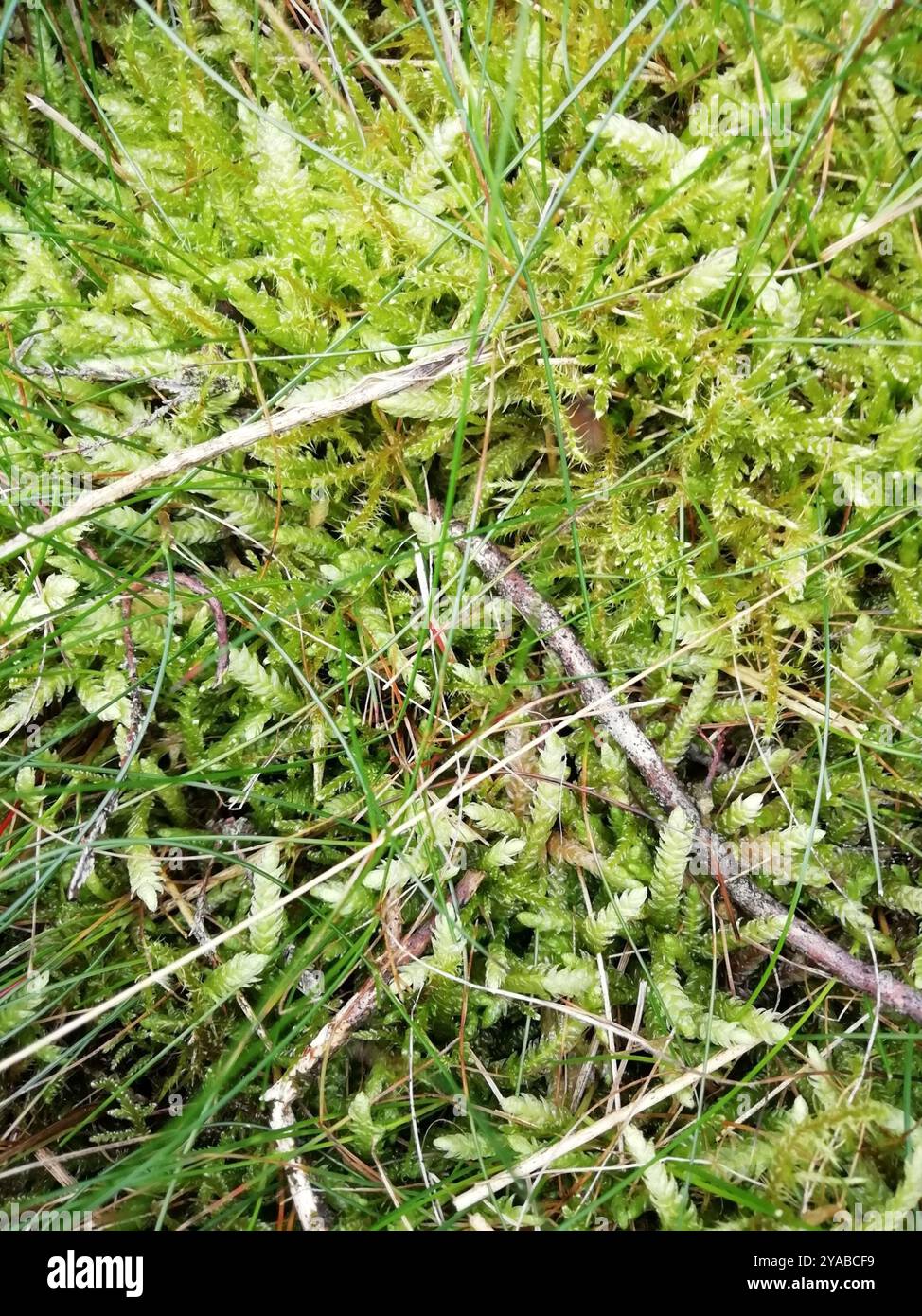 joint-toothed mosses (Bryopsida) Plantae Stock Photo - Alamy