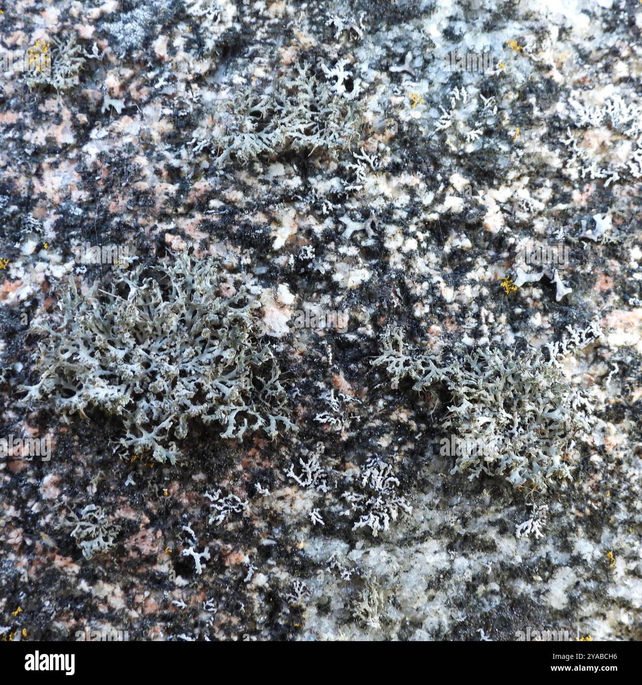 Fringed Rosette Lichen (Physcia tenella) Fungi Stock Photo - Alamy