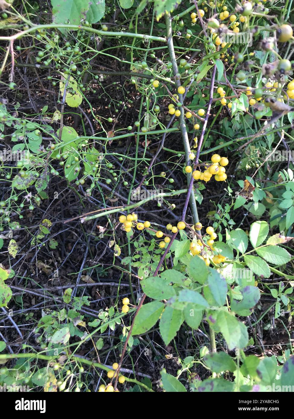 Oriental bittersweet (Celastrus orbiculatus) Plantae Stock Photo - Alamy