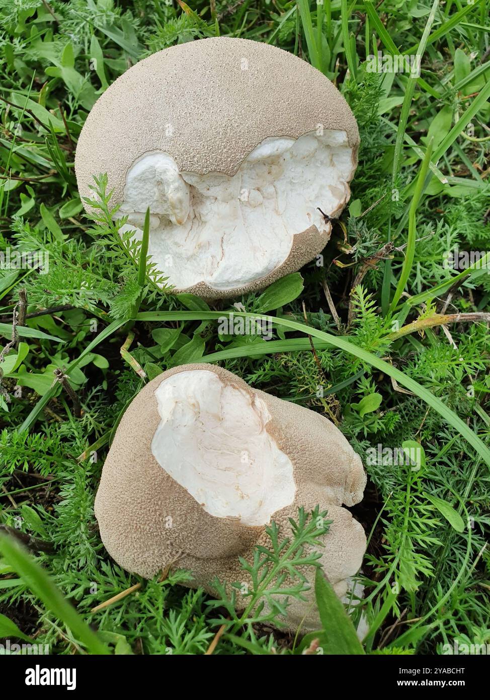 puffballs (Lycoperdaceae) Fungi Stock Photo - Alamy