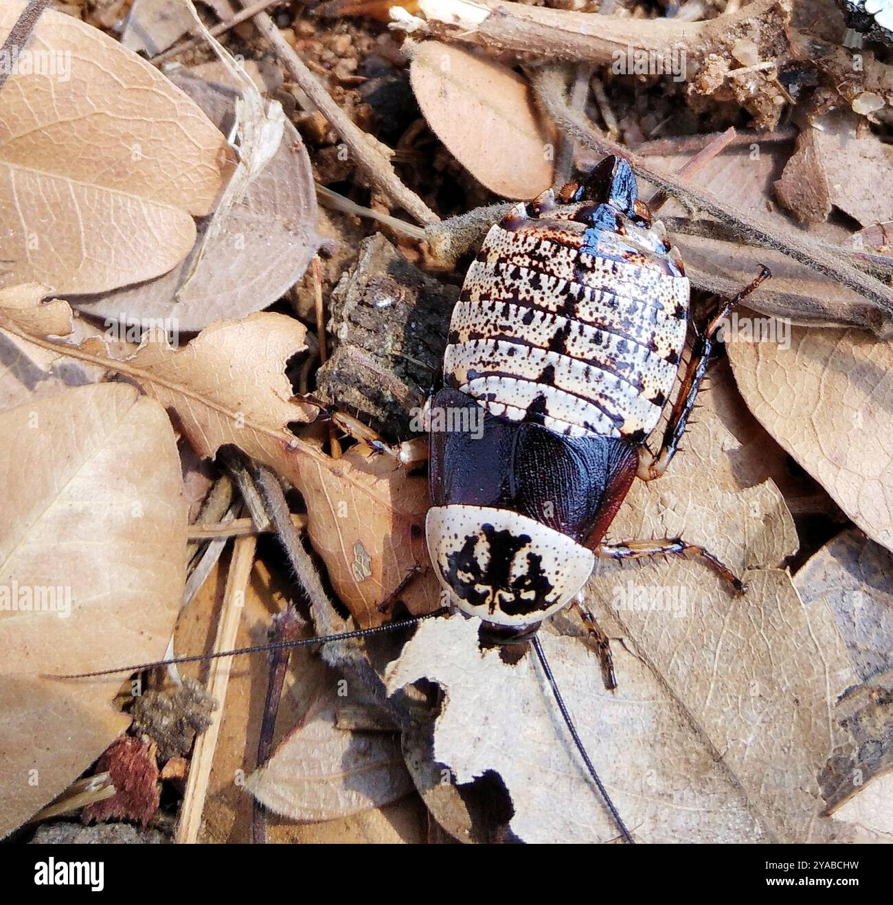 Cockroaches and Termites (Blattodea) Insecta Stock Photo - Alamy