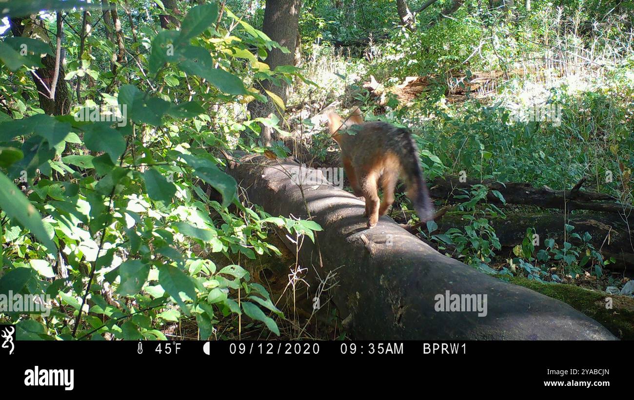 Gray Fox (Urocyon cinereoargenteus) Mammalia Stock Photo - Alamy