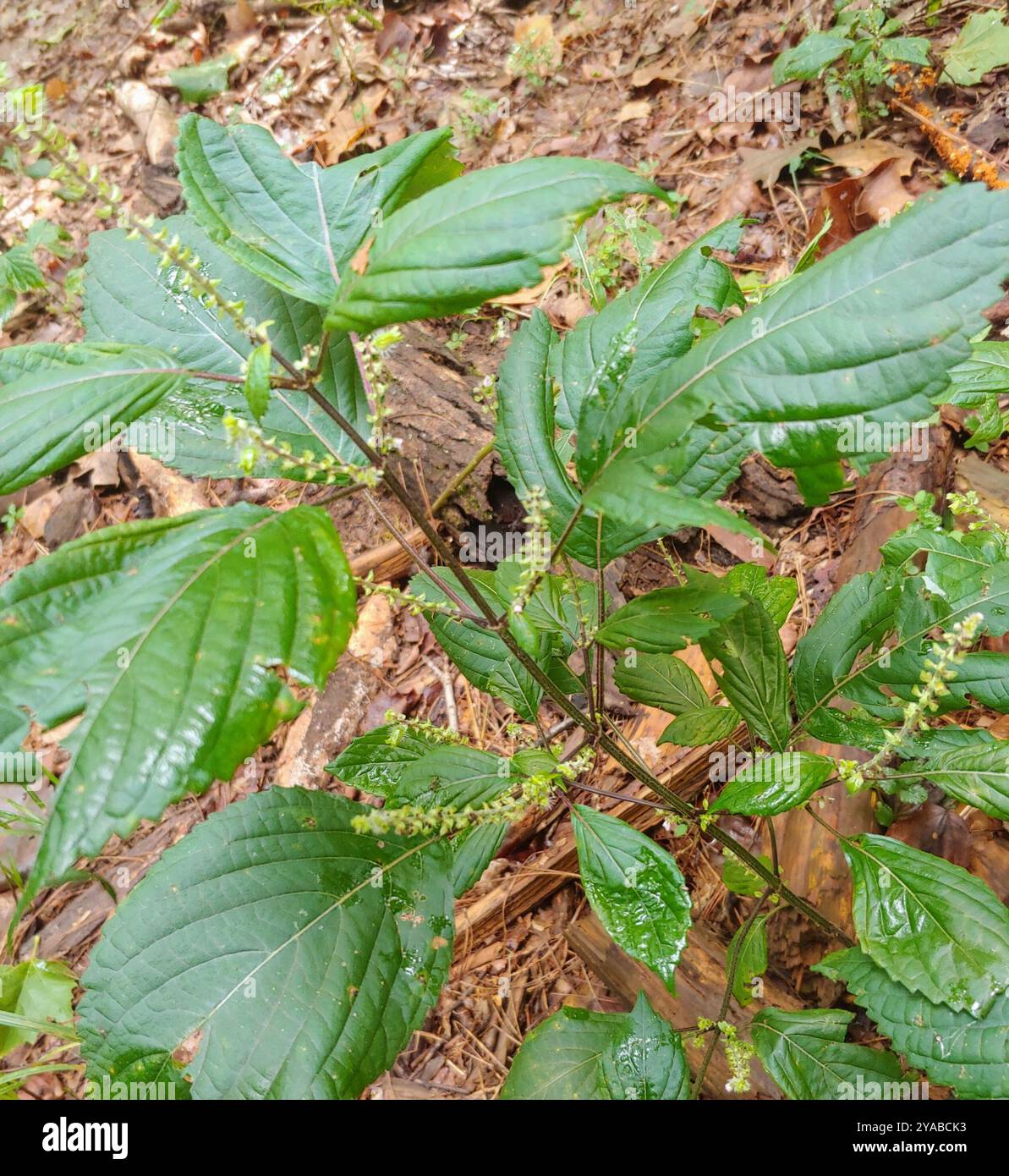 beefsteak plant (Perilla frutescens) Plantae Stock Photo - Alamy
