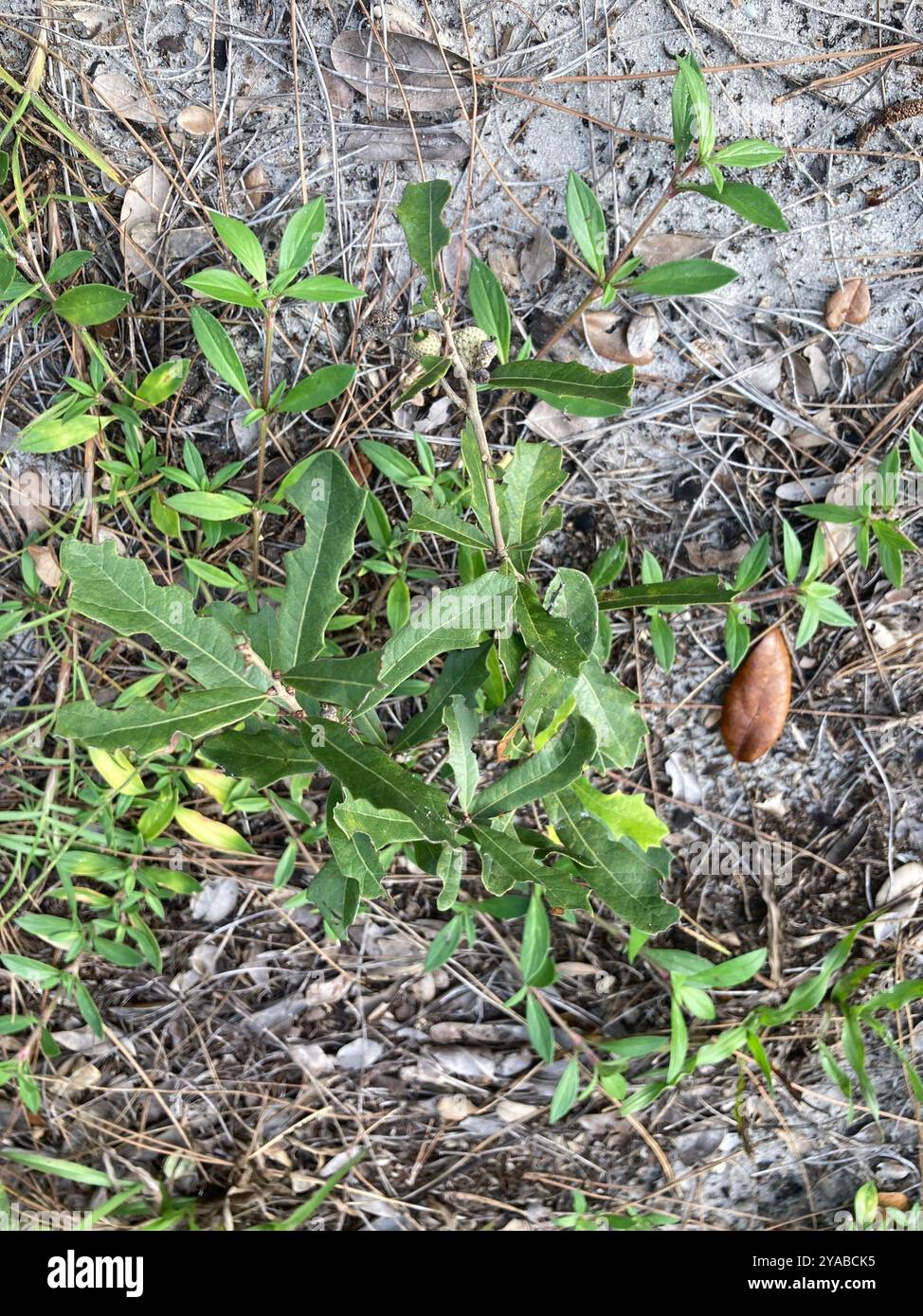 dwarf live oak (Quercus minima) Plantae Stock Photo - Alamy