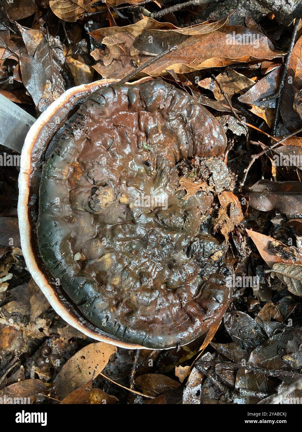 artist's bracket (Ganoderma applanatum) Fungi Stock Photo - Alamy