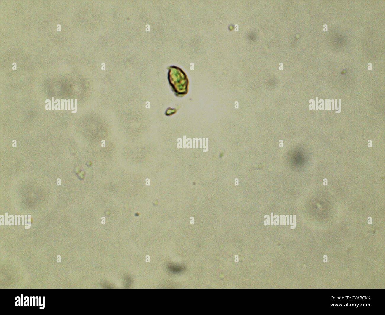 Mycena vitilis hi-res stock photography and images - Alamy