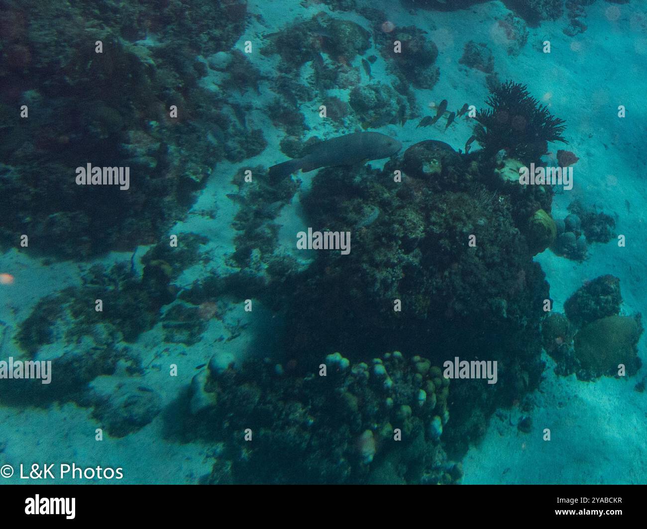 Ray-finned Fishes (Actinopterygii) Actinopterygii Stock Photo - Alamy