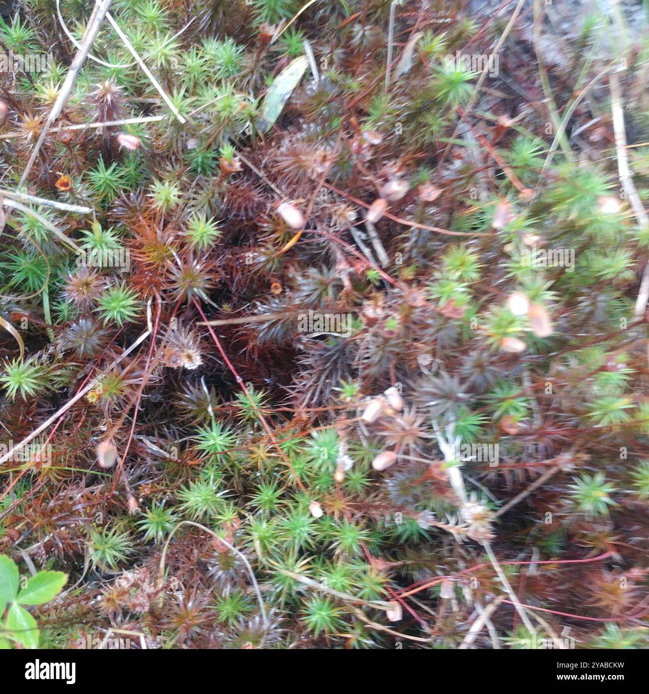 juniper haircap moss (Polytrichum juniperinum) Plantae Stock Photo - Alamy