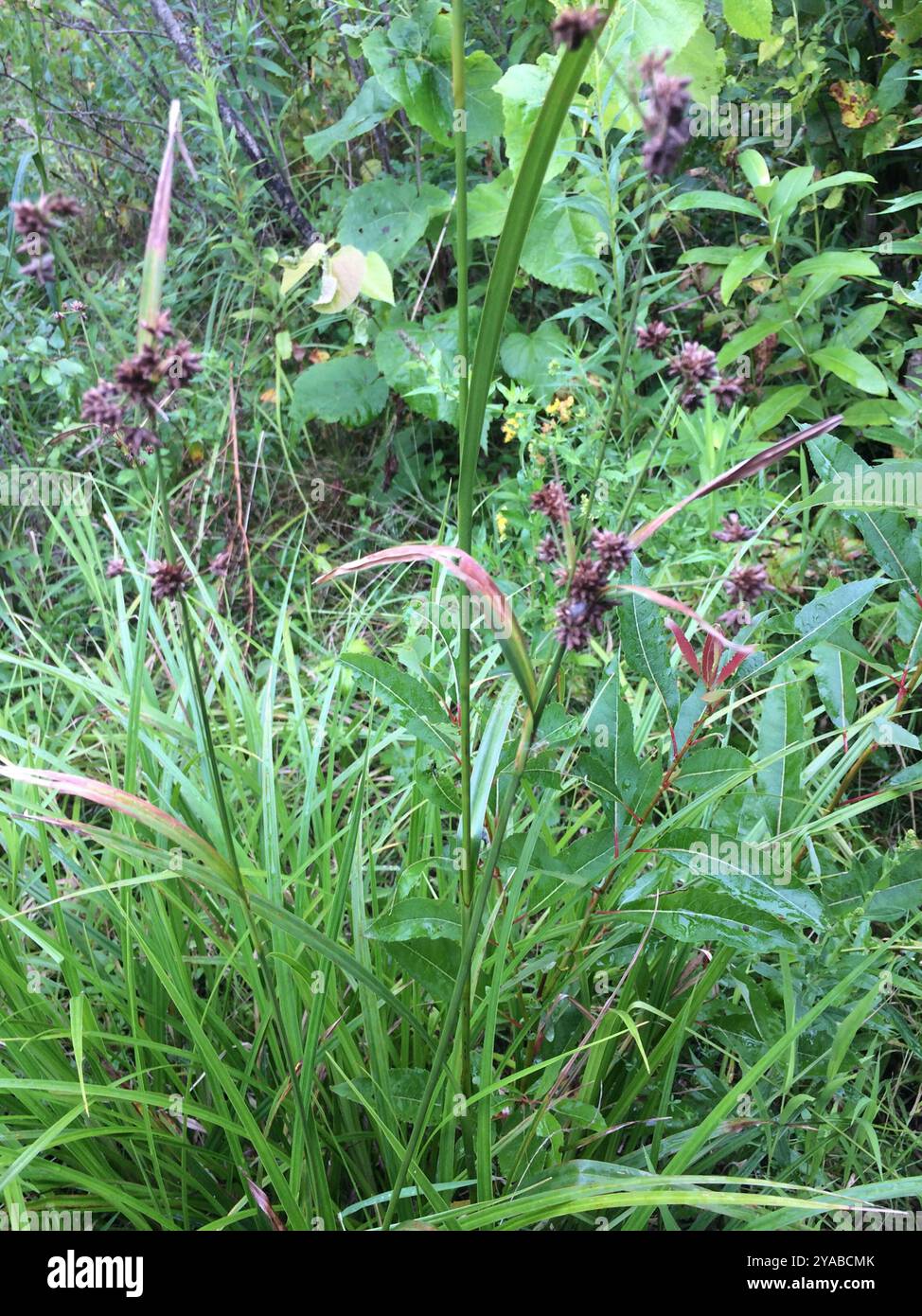dark green bulrush (Scirpus atrovirens) Plantae Stock Photo - Alamy